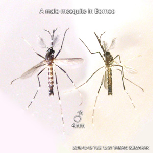 Index of /Fauna/Images/