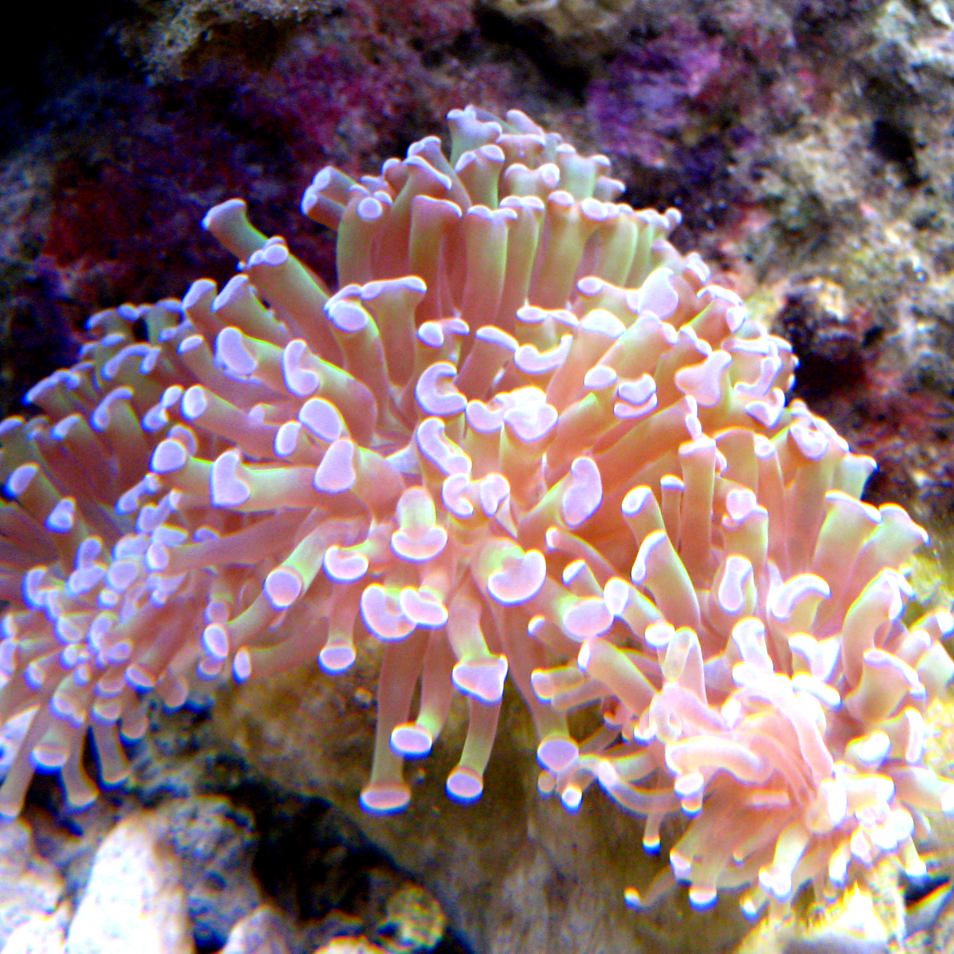 UMS Aquarium & Marine Museum