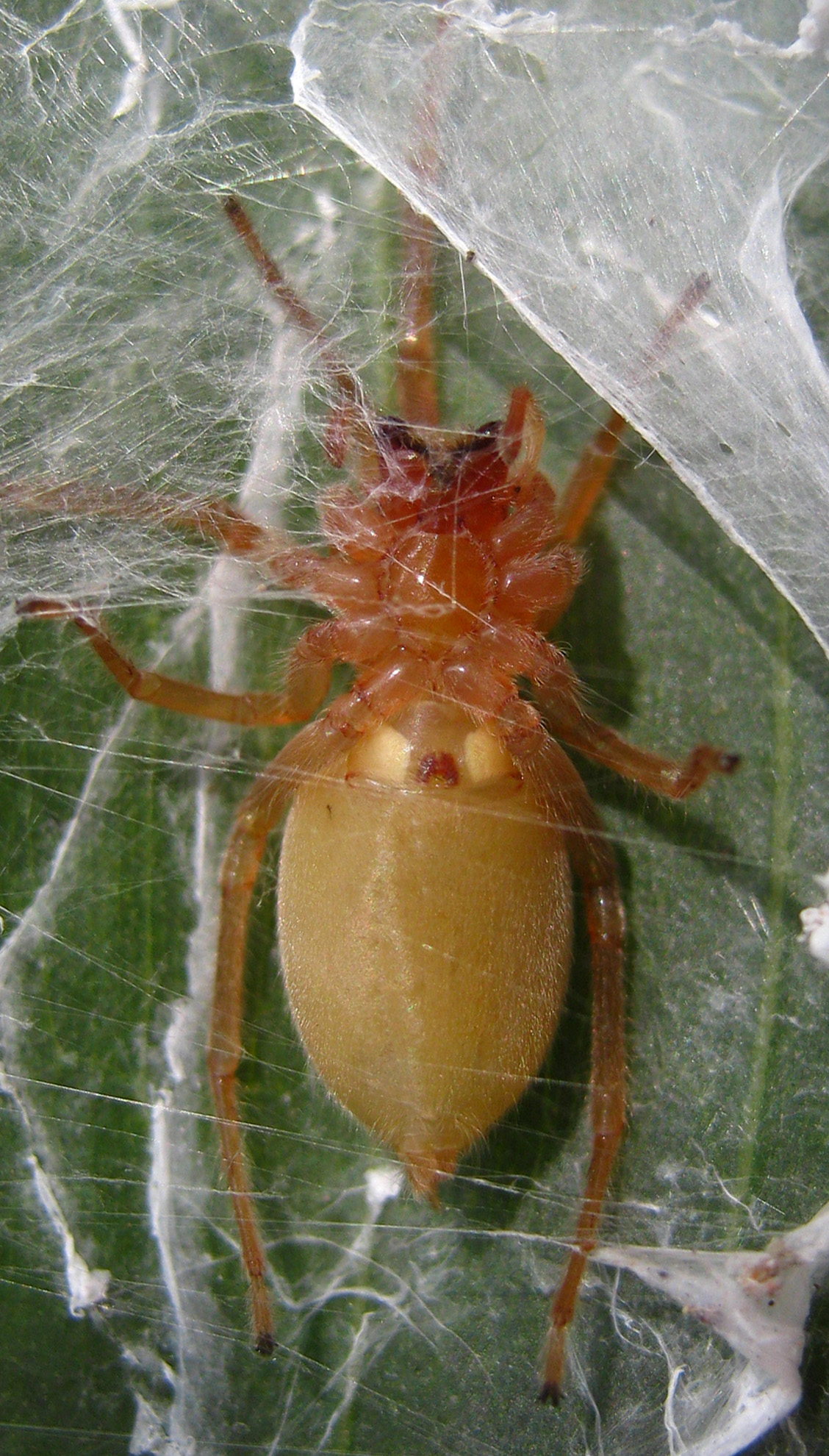 Cheiracanthium sp COMPLEX