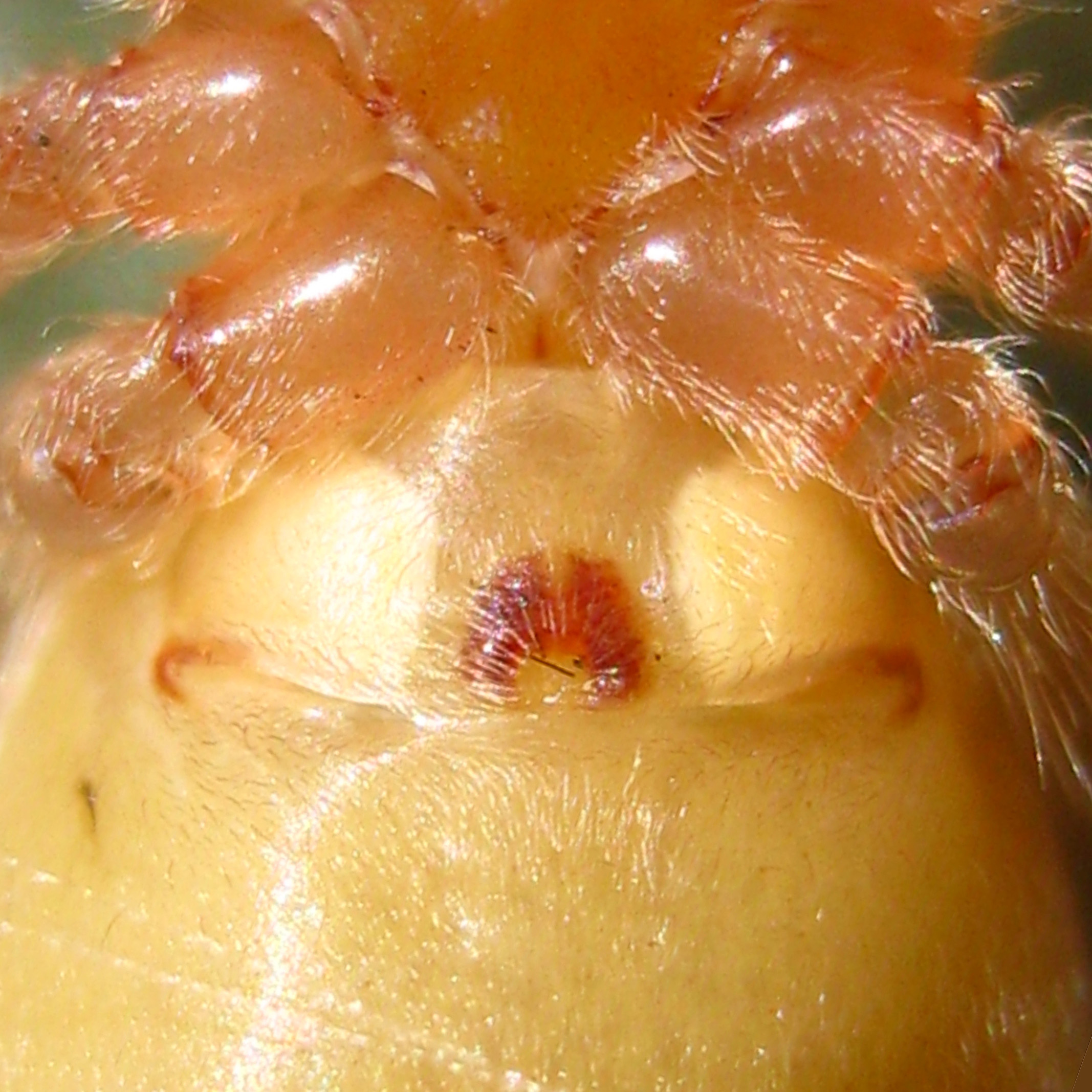 Cheiracanthium sp COMPLEX