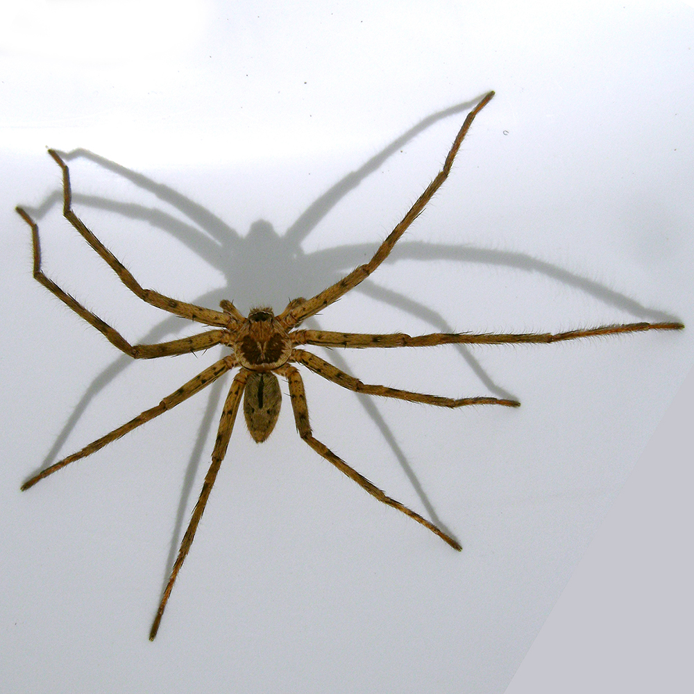 SPIDER FACTS AND INFORMATION